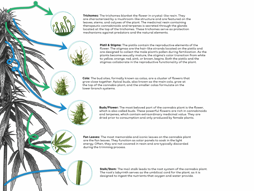 The Anatomy of a Cannabis Plant (Infographic) - Thrive Dispensary ...